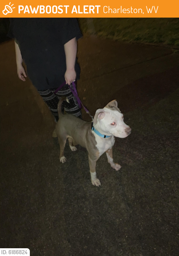 Charleston, WV Stray Male Dog Found Near Price street | PawBoost