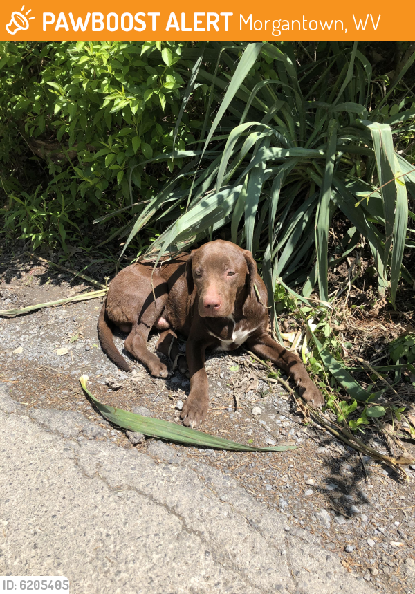 Morgantown, WV Stray Male Dog Found Near Stockett Rd | PawBoost