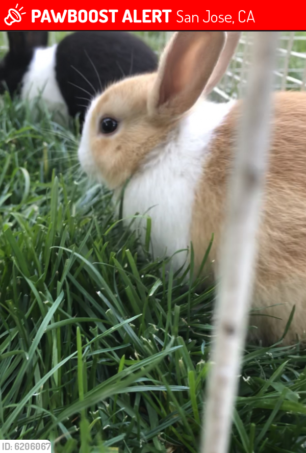 Lost Female Rabbit in San Jose, CA 95112 Named Elle (ID: 6206067 ...