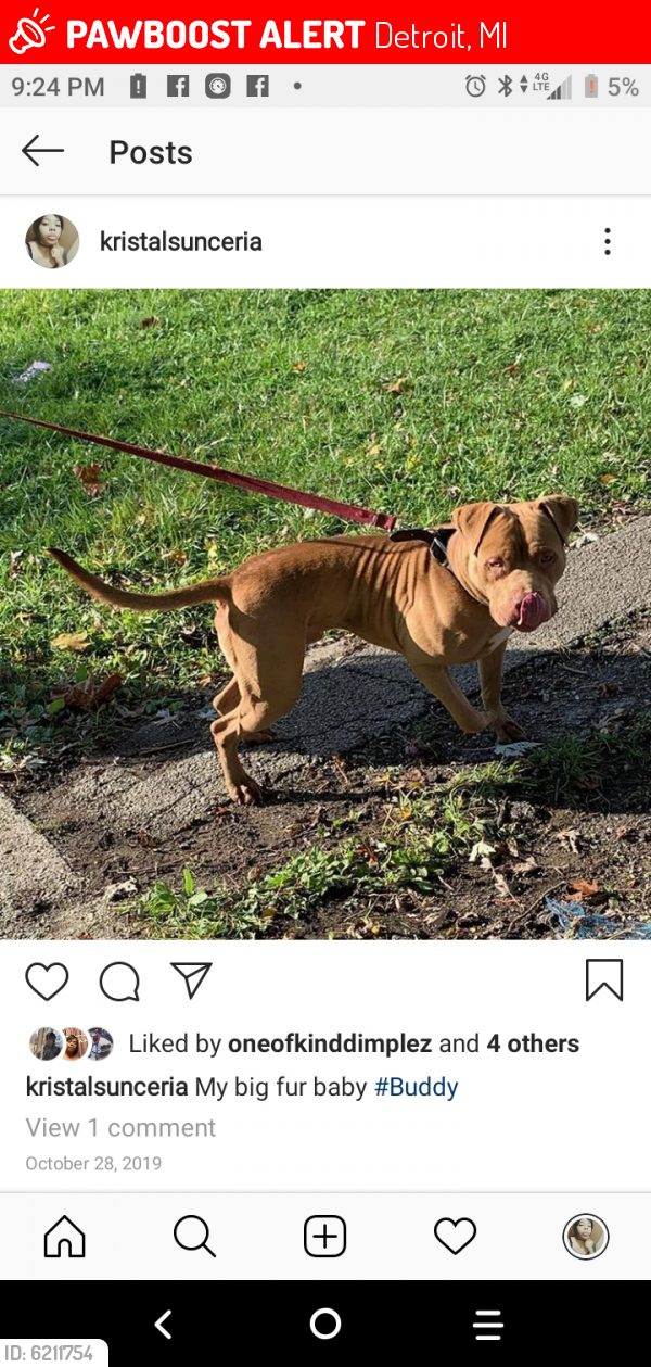 Lost Male Dog in Detroit, MI 48228 Named Buddy (ID: 6211754) | PawBoost