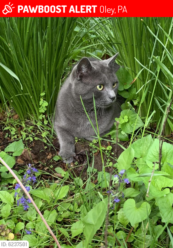 Oley, PA Lost Male Cat, Teddie Is Missing | PawBoost