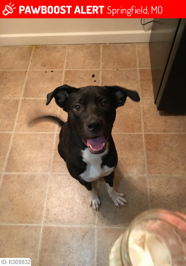 Lost Male Dog in Springfield, MO 65803 Named Tito (ID: 6308832) | PawBoost