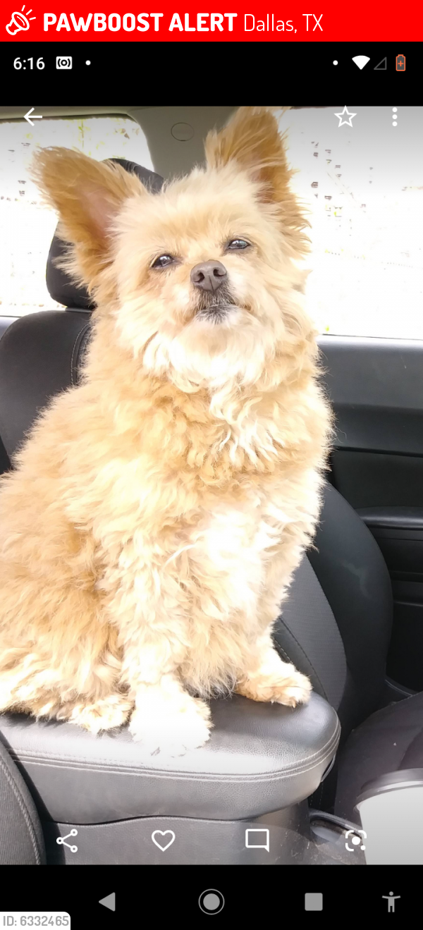 Lost Female Dog in Dallas, TX 75219 Named Bella (ID: 6332465) | PawBoost