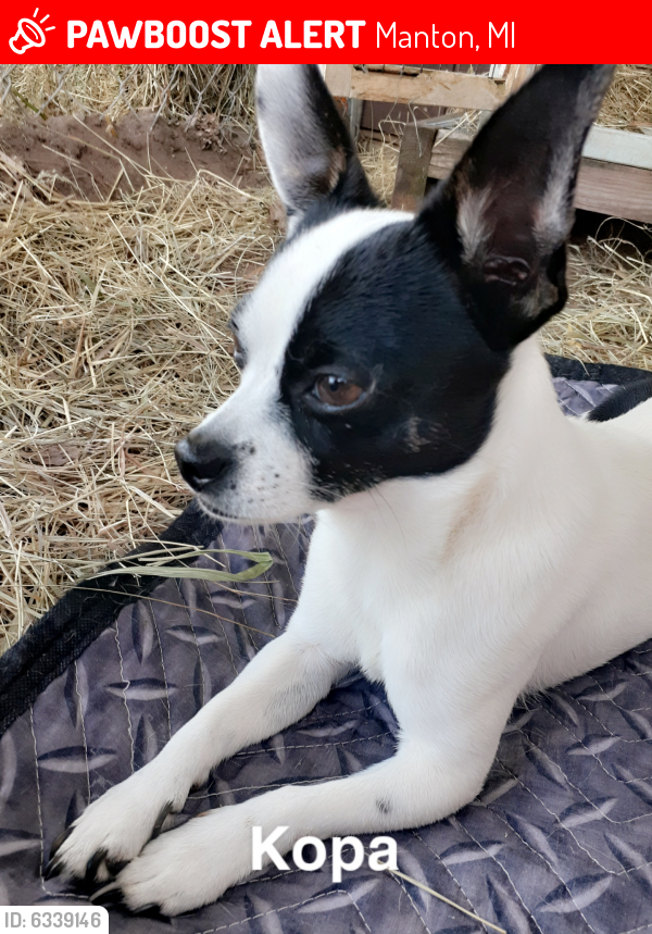 Manton, MI Lost Male Dog, Kopa King Is Missing | PawBoost