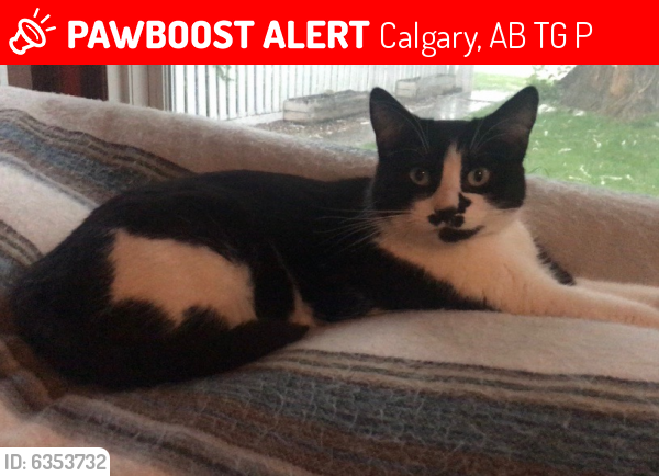 Calgary, AB Lost Female Cat, Alex Is Missing | PawBoost
