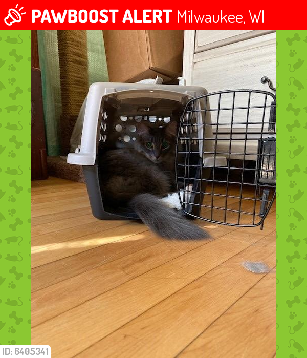Milwaukee, WI Lost Female Cat, Molly Is Missing | PawBoost
