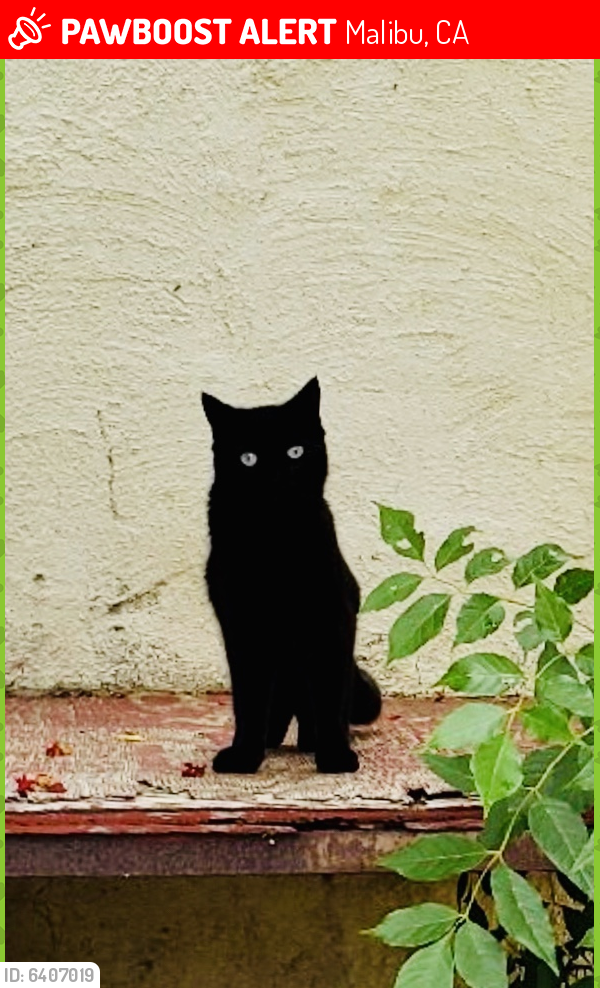 Lost Male Cat in Malibu, CA 90265 Named Scoutie (ID: 6407019) | PawBoost