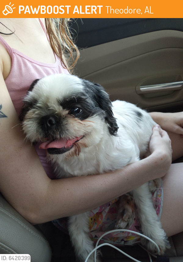 Theodore, AL Stray Female Dog Found Near Half mile road | PawBoost