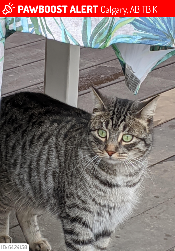 Lost Female Cat in Calgary, AB T3B 2K6 Named Zee Zee (ID: 6424150 ...