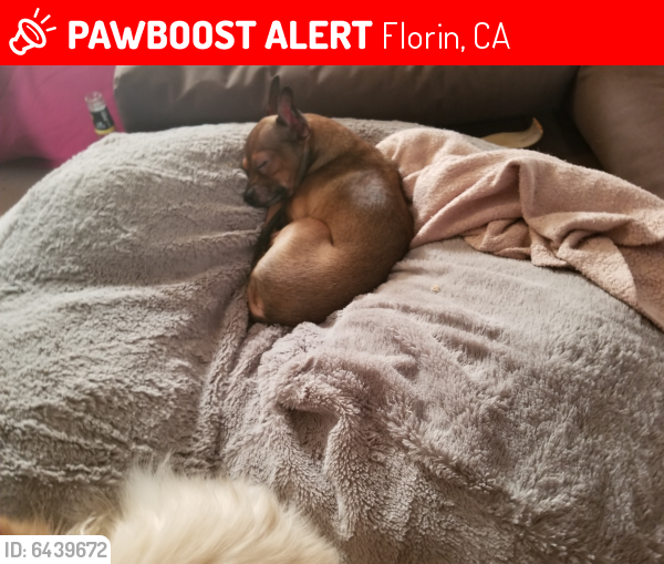 Florin, CA Lost Female Dog, Candy Is Missing | PawBoost