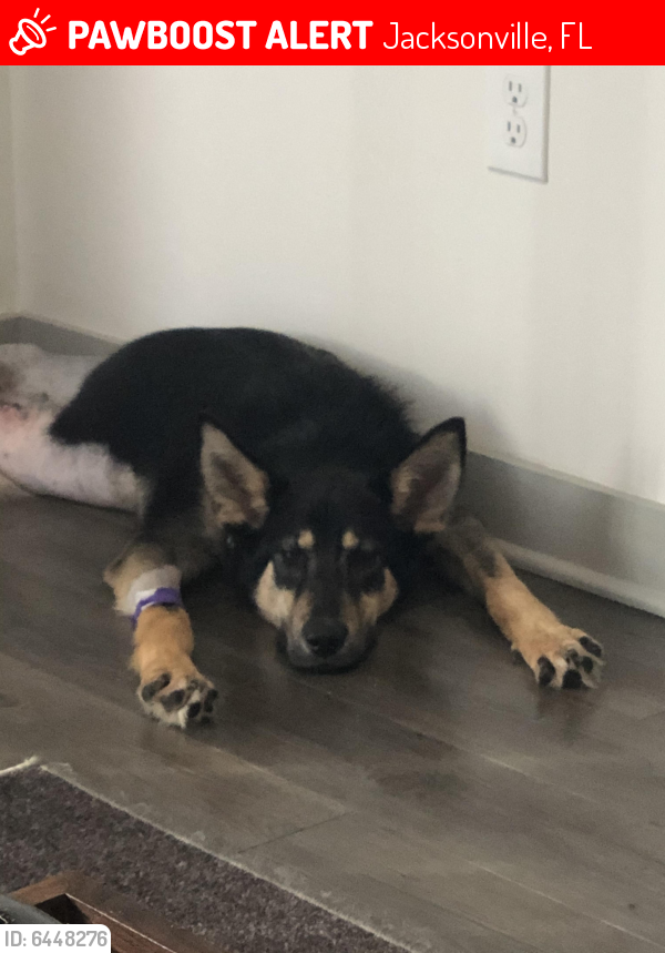 Jacksonville, FL Lost Female Dog, Reese Is Missing | PawBoost