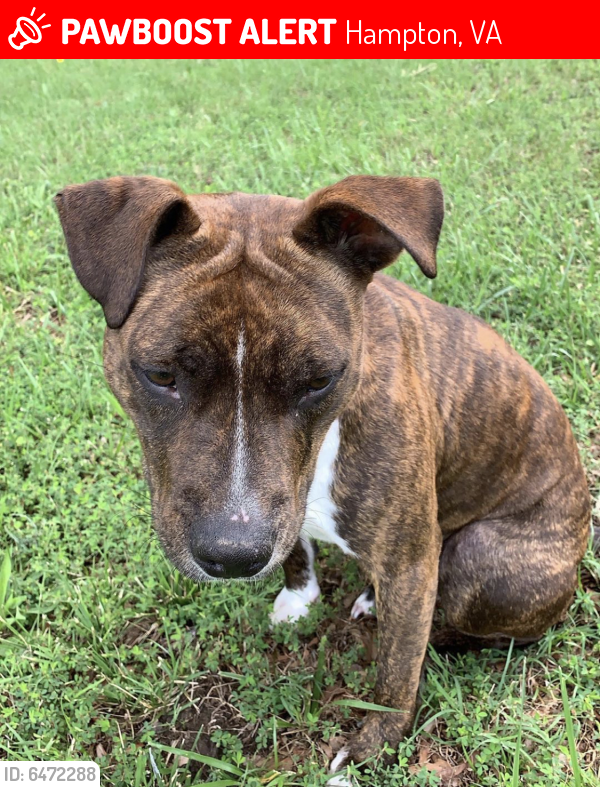 Hampton, VA Lost Female Dog, Nola Is Missing | PawBoost