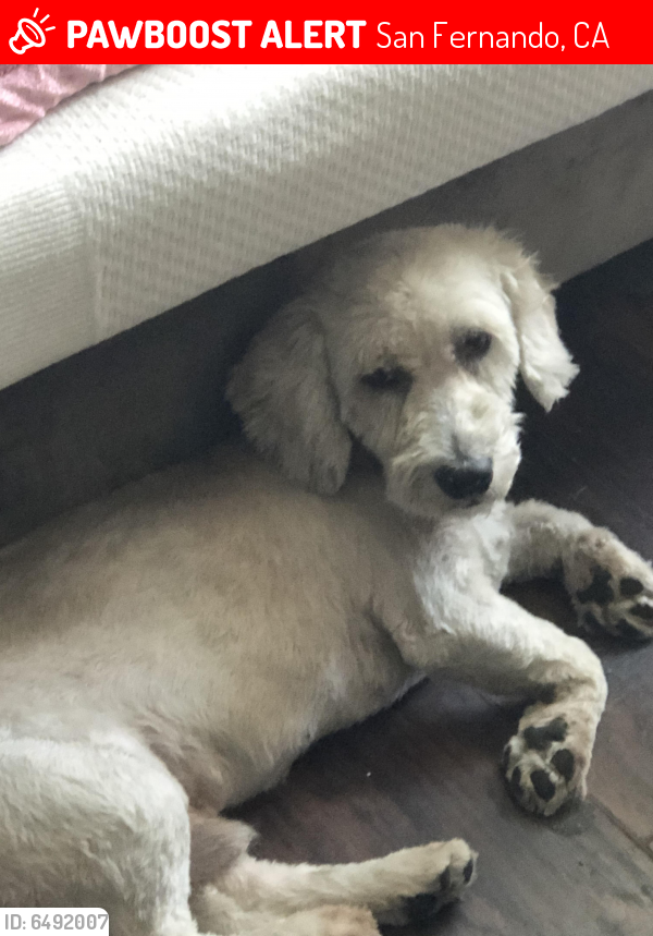San Fernando, CA Lost Male Dog, Cape Is Missing | PawBoost