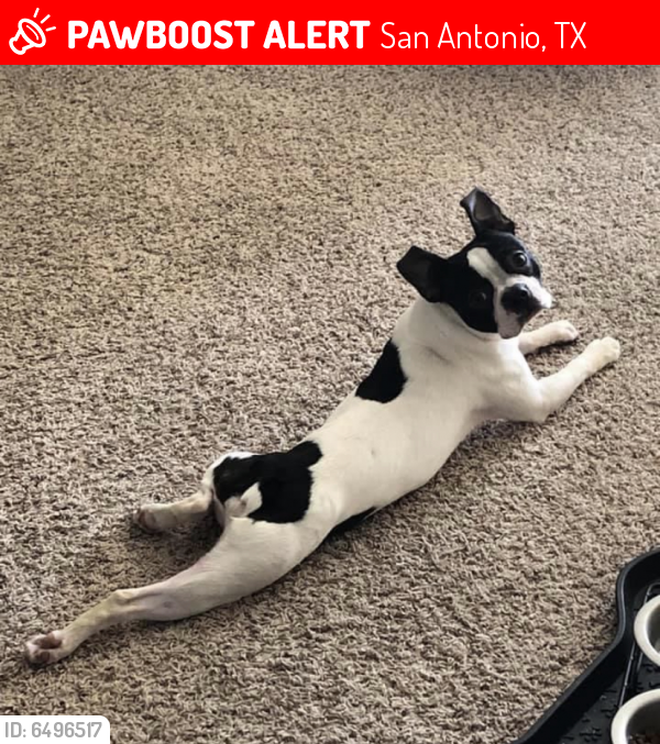 San Antonio, TX Lost Male Dog, Pablo Is Missing | PawBoost