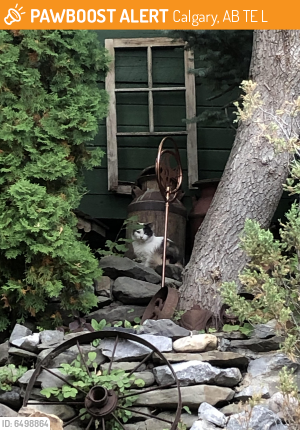 Calgary, AB Stray Cat Found Near Near 5 ave ne | PawBoost