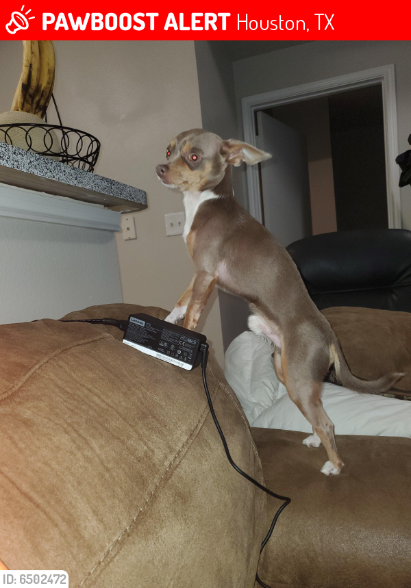 Houston, TX Lost Male Dog, Sicario Is Missing | PawBoost