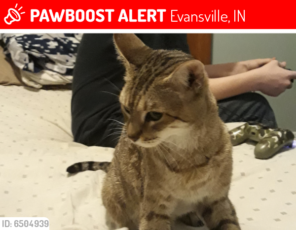 Evansville, IN Lost Female Cat, Nola Is Missing | PawBoost