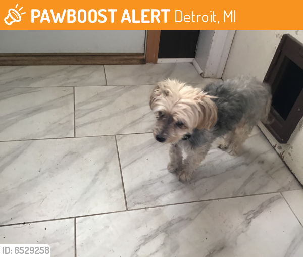 Detroit, MI Stray Male Dog Found Near Strathcona street, detroit | PawBoost