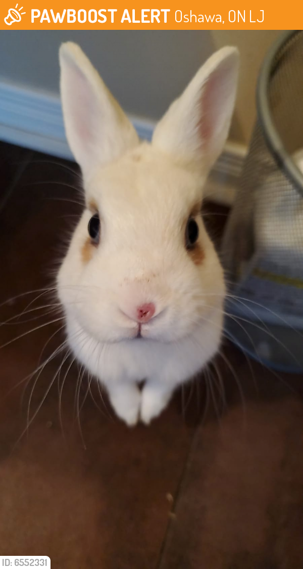 Oshawa, ON Stray Rabbit Found Near College | PawBoost