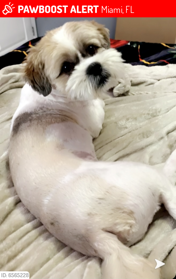 Miami, FL Lost Male Dog, Renly Is Missing | PawBoost