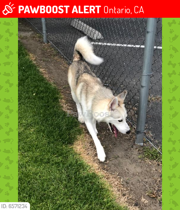 Ontario, CA Lost Female Dog, Victoria Is Missing | PawBoost