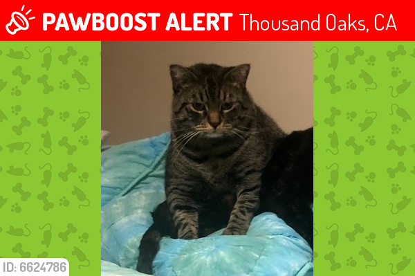 Thousand Oaks, CA Lost Male Cat, Milo Is Missing | PawBoost