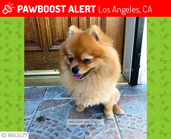 Los Angeles, CA Lost Male Dog, March Pom Is Missing | PawBoost