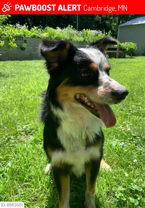 Cambridge, MN Lost Male Dog, Arlo Is Missing | PawBoost