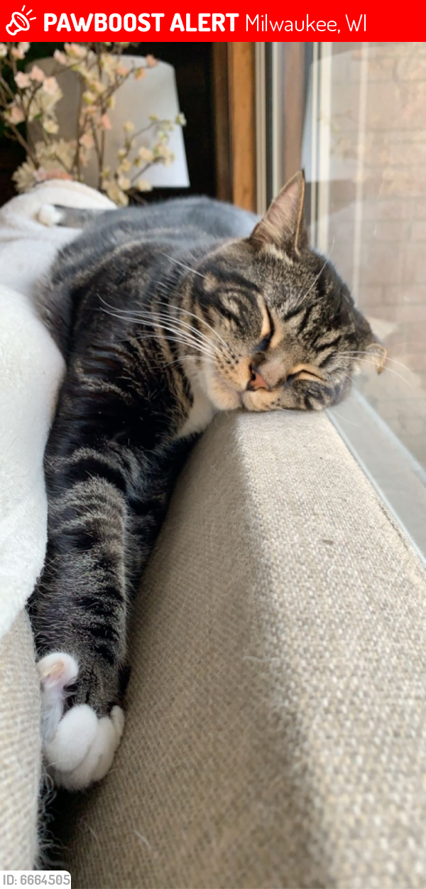 Lost Male Cat in Milwaukee, WI 53221 Named Morty (ID: 6664505) | PawBoost