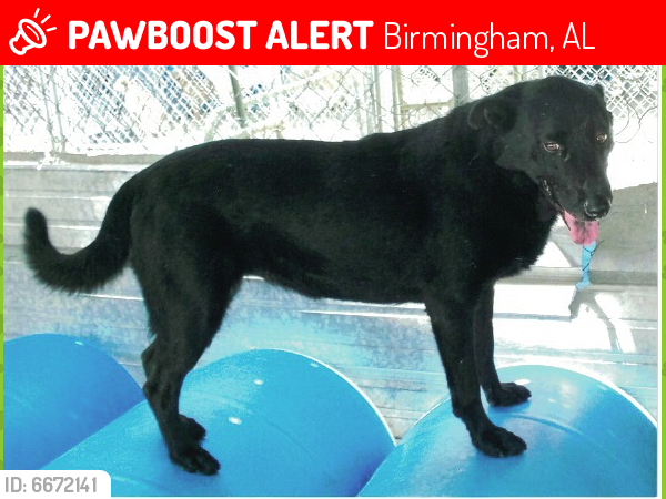 Birmingham, AL Lost Dog, Pebbles Is Missing | PawBoost