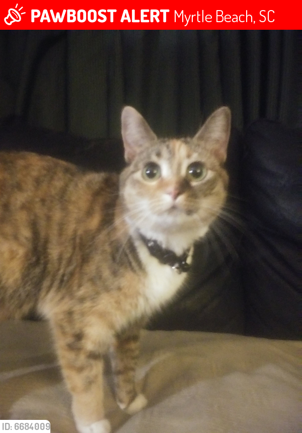 Myrtle Beach, SC Lost Female Cat, Syd Sheppard Is Missing | PawBoost