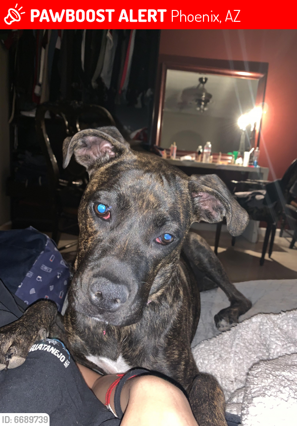 Phoenix, AZ Lost Female Dog, Medusa Is Missing | PawBoost
