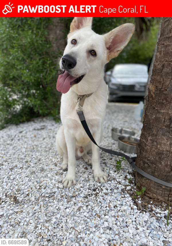 Cape Coral, FL Lost Male Dog, Kilo Is Missing | PawBoost