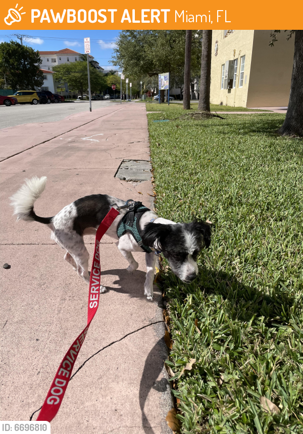 Miami, FL Stray Dog Found Near Near SW 36 ave, Miami FL | PawBoost
