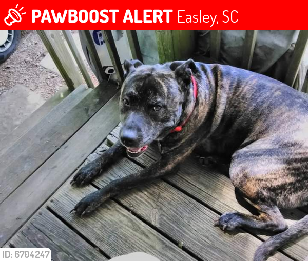 Easley, SC Lost Male Dog, Shadow Is Missing | PawBoost
