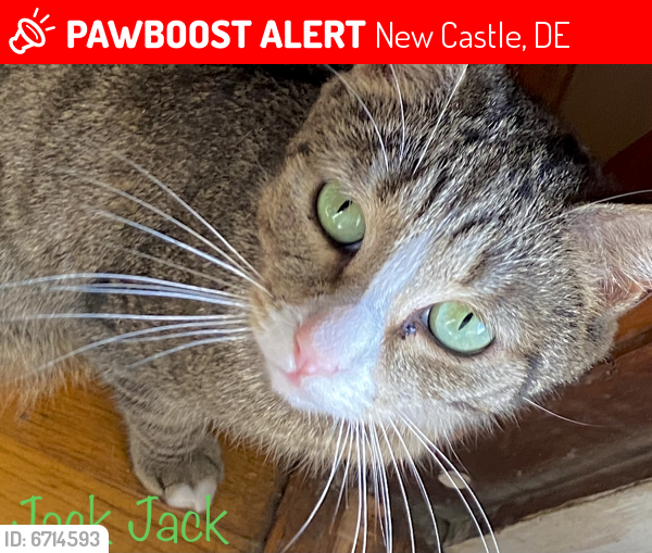 Lost Male Cat in New Castle, DE 19720 Named Jack Jack (ID: 6714593 ...