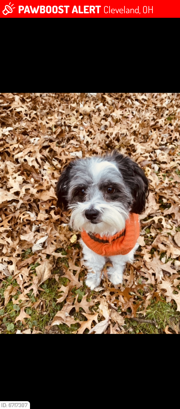 Cleveland, OH Lost Female Dog, Minnie Is Missing | PawBoost