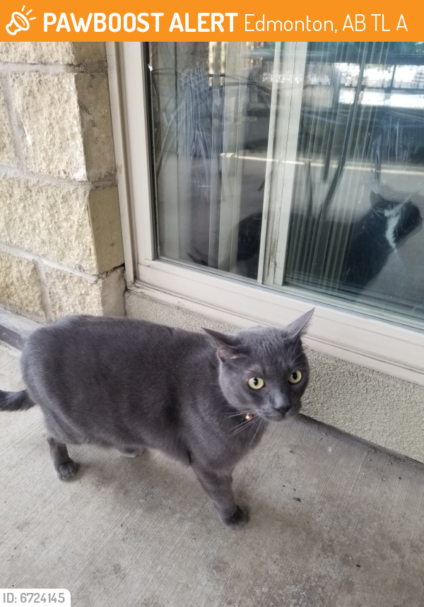 Edmonton, AB Stray Cat Found Near 25ave and 50thst nw millwoods | PawBoost