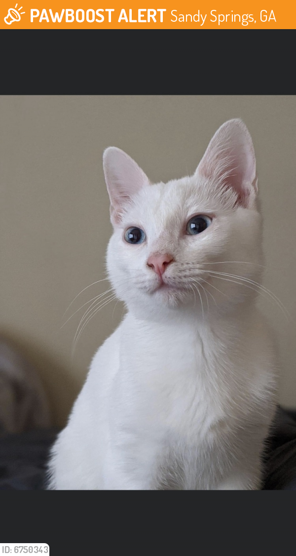 Sandy Springs, GA Stray Female Cat Found Near Sandy springs rd | PawBoost