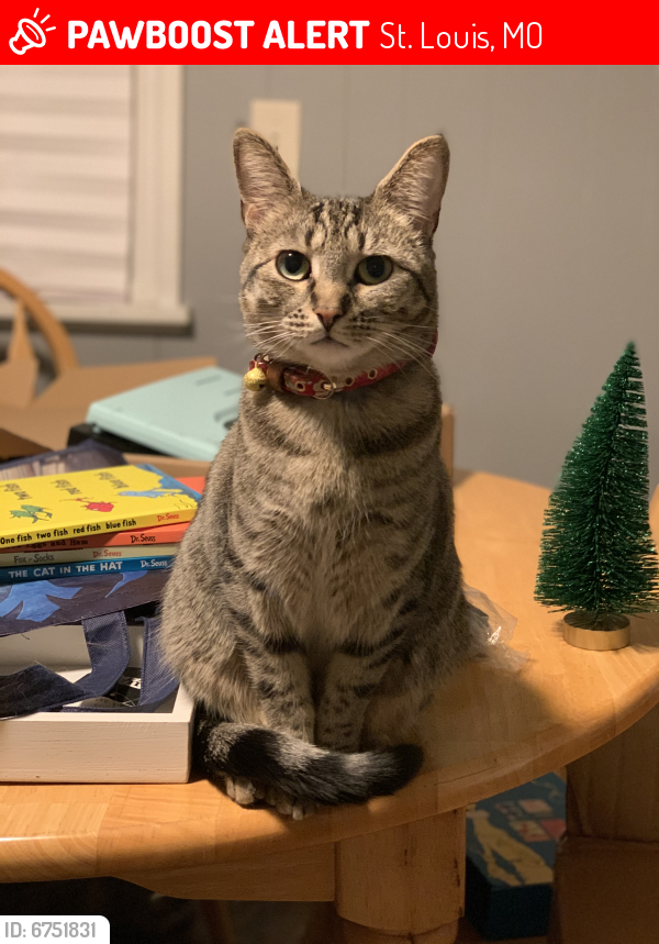 St. Louis, MO Lost Female Cat, Coco Is Missing | PawBoost
