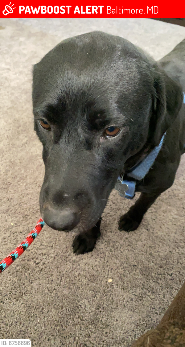 Baltimore, MD Lost Female Dog, Pebbles Is Missing | PawBoost