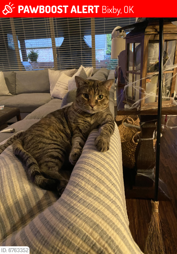 Bixby, OK Lost Female Cat, Wriggly Is Missing | PawBoost