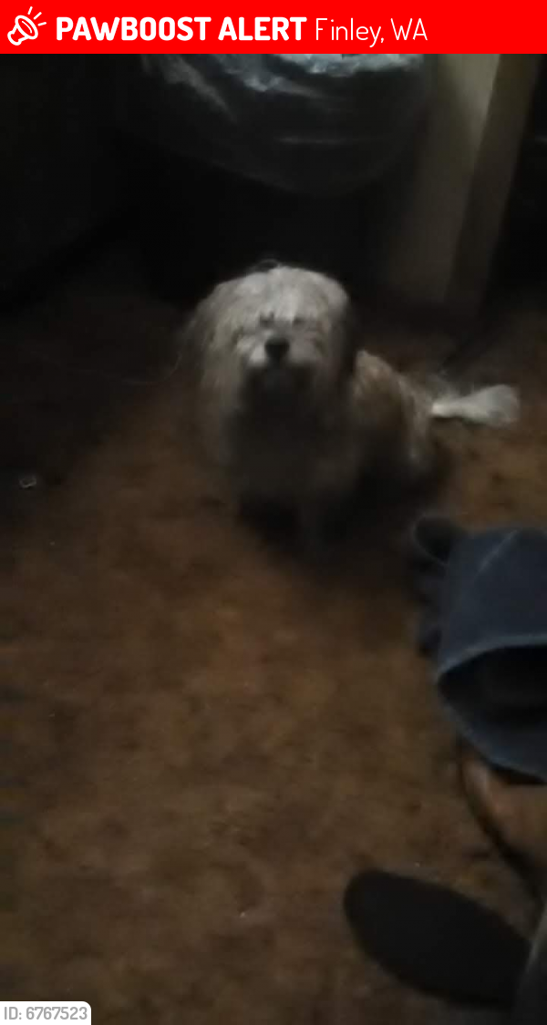 Finley, WA Lost Male Dog, Milo Is Missing | PawBoost