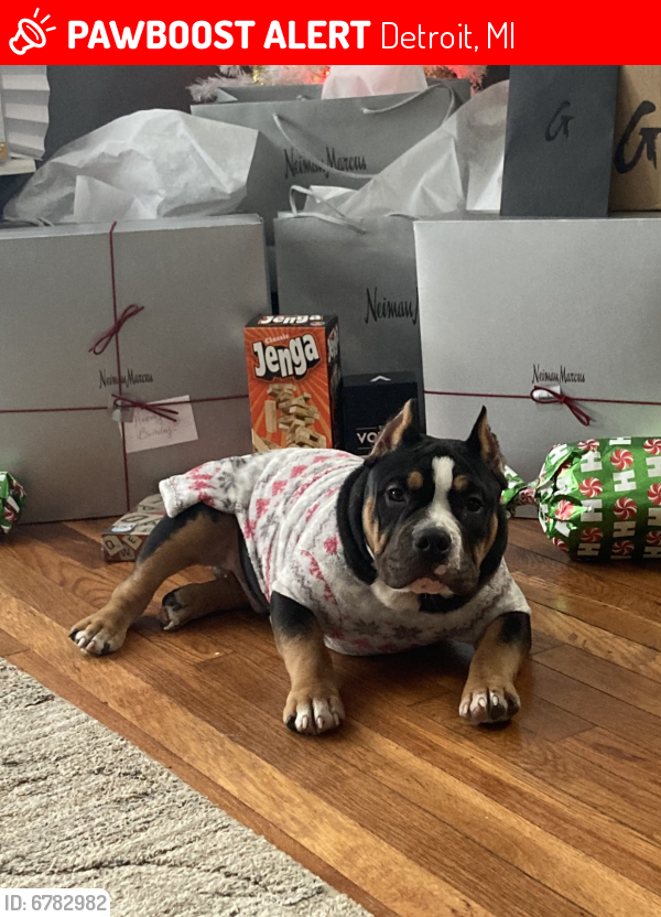 Detroit, MI Lost Male Dog, Visa Is Missing | PawBoost