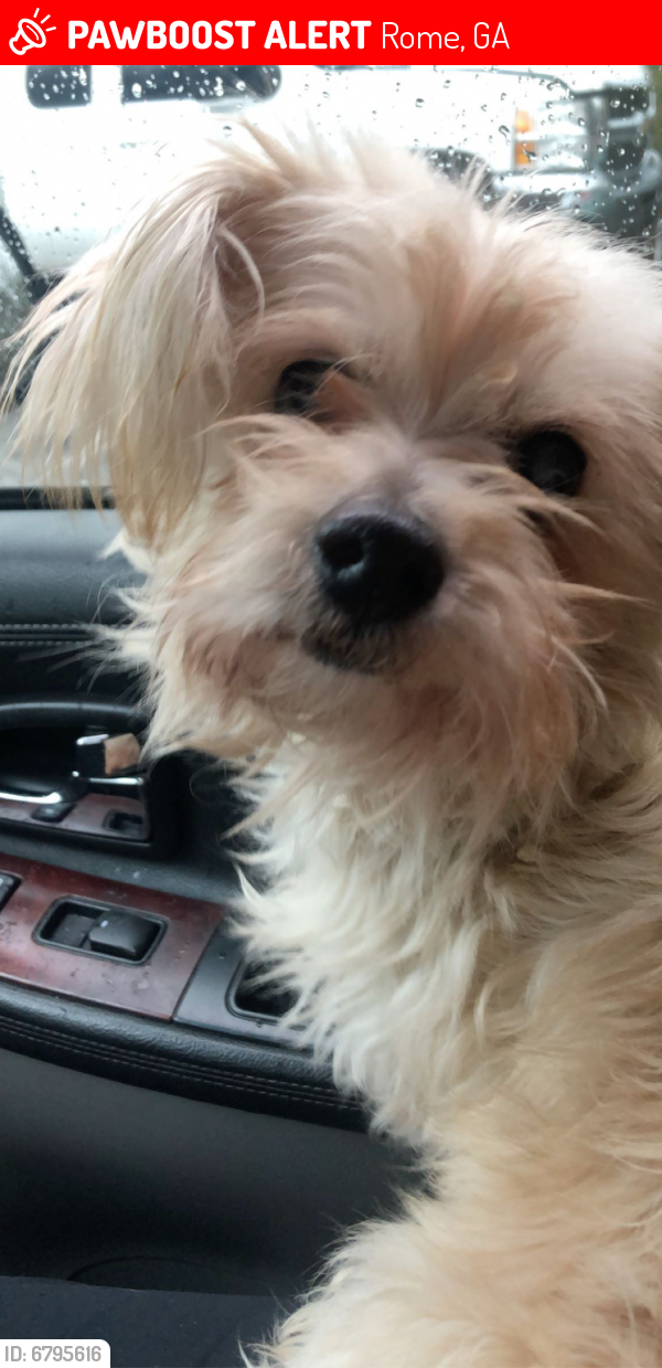 Rome, GA Lost Female Dog, Canela Is Missing | PawBoost