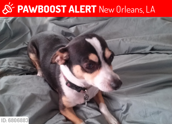 New Orleans, LA Lost Female Dog, Nola Is Missing | PawBoost