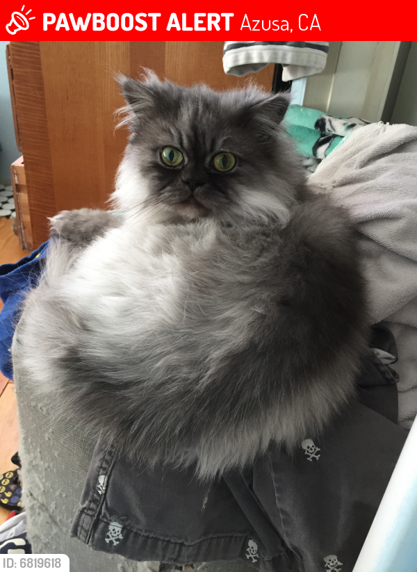 Lost Male Cat in Azusa, CA 91702 Named Barnaby (ID: 6819618) | PawBoost
