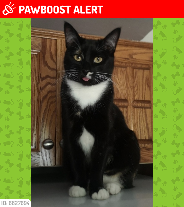 North Vancouver, BC Lost Female Cat, Mittens Is Missing | PawBoost