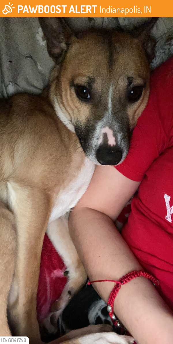 Indianapolis, IN Stray Male Dog Found Near Lawrence park | PawBoost