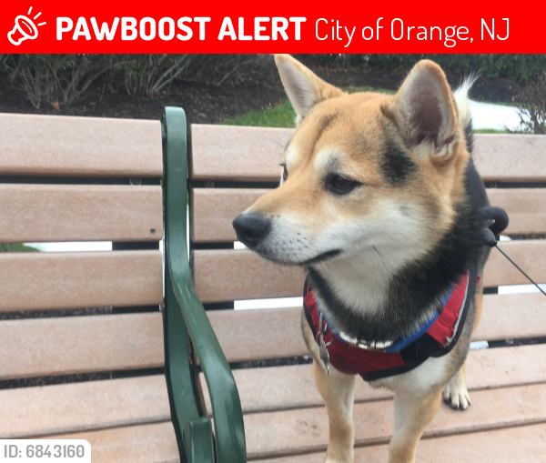Lost Male Dog in City of Orange, NJ 07050 Named Finn Felipe Diaz (ID ...